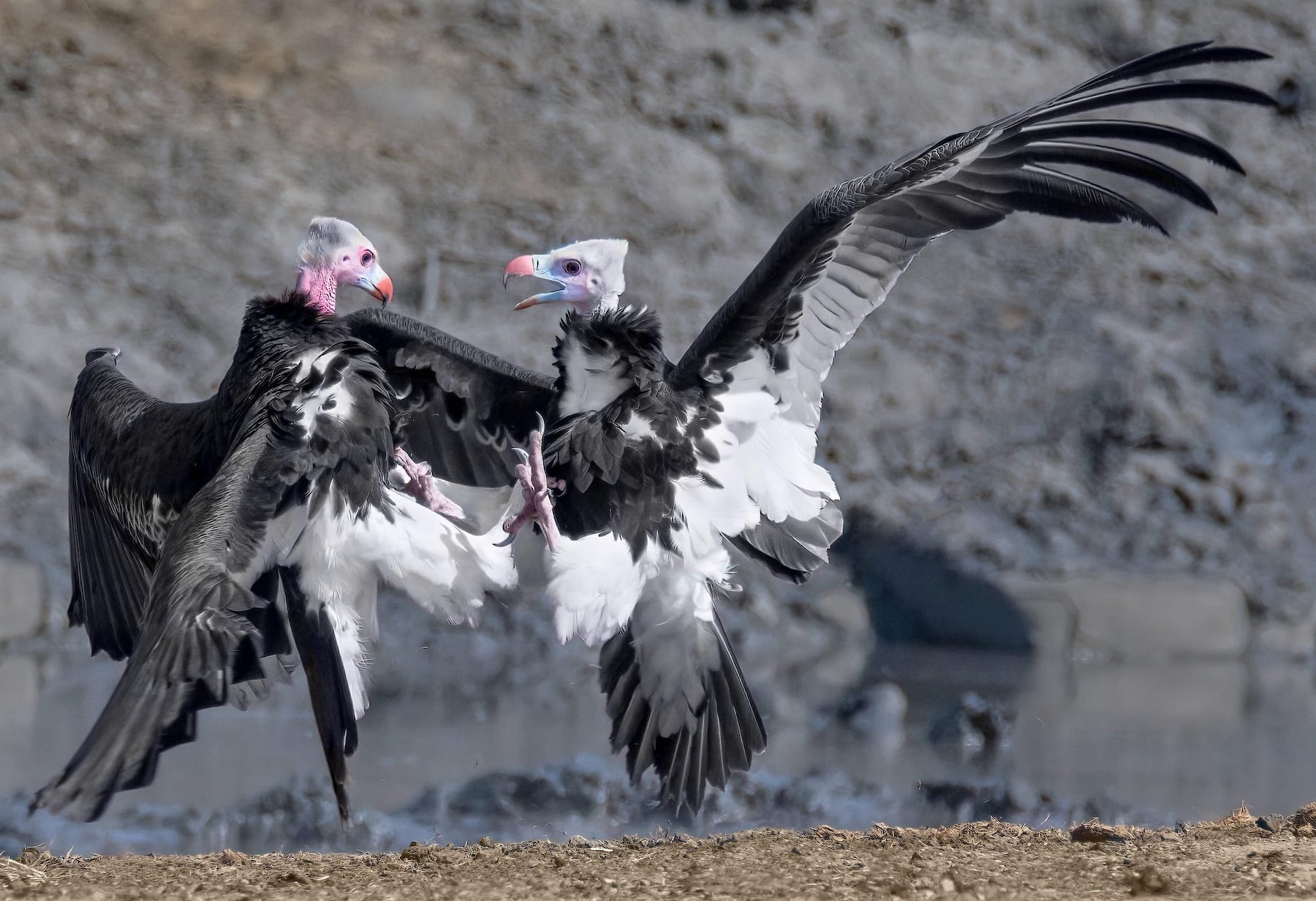 Gallery - Hawke's Bay Photographic Society