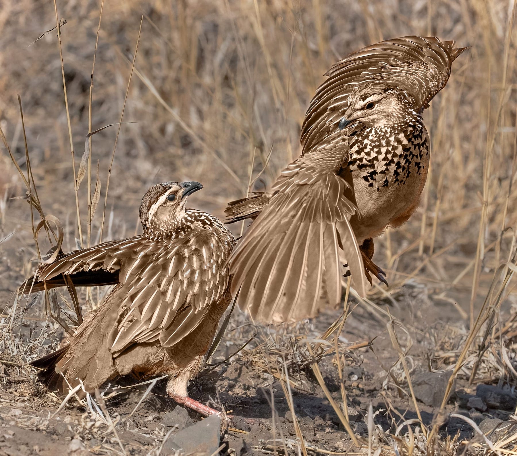 Gallery - Hawke's Bay Photographic Society