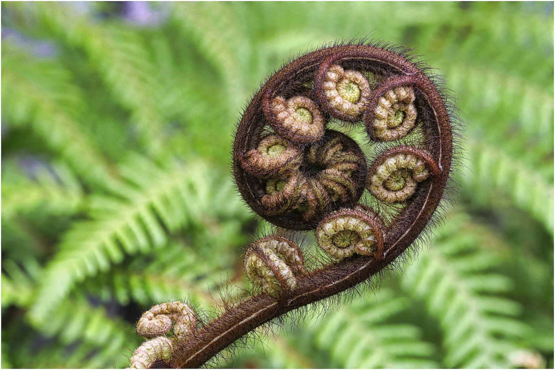 Gallery - Hawke's Bay Photographic Society